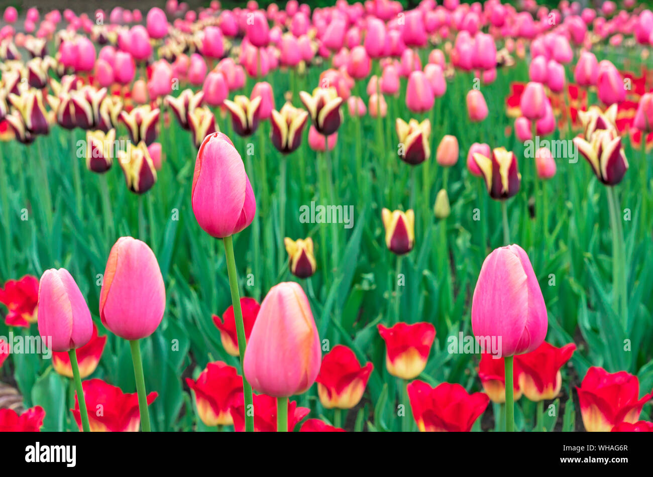 Tulips of different colors in the city garden Stock Photo - Alamy