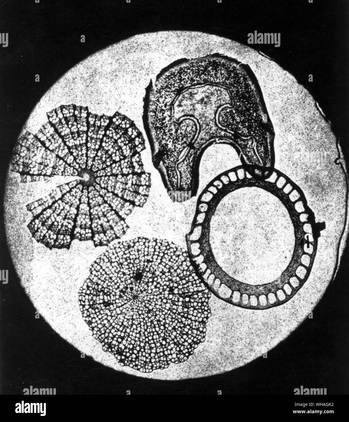 Photomicrograph hi-res stock photography and images - Alamy