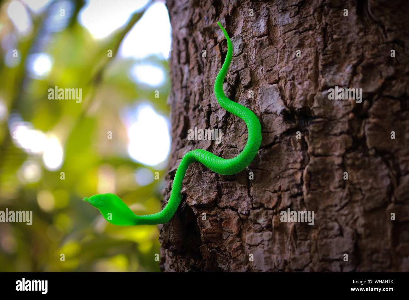 Toy Rubber Snake High Resolution Stock Photography and Images - Alamy