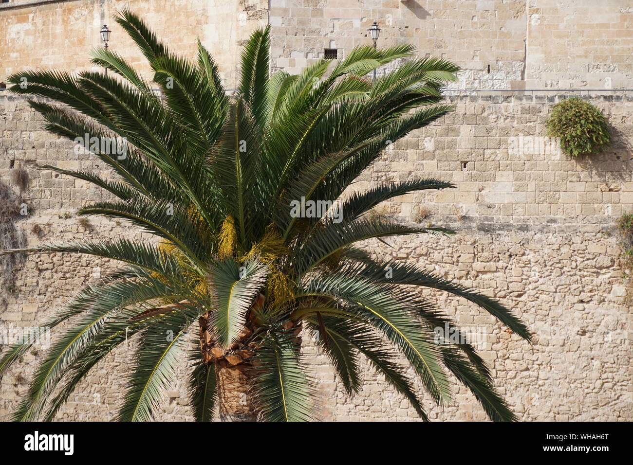 Tall plant growing hi-res stock photography and images - Alamy
