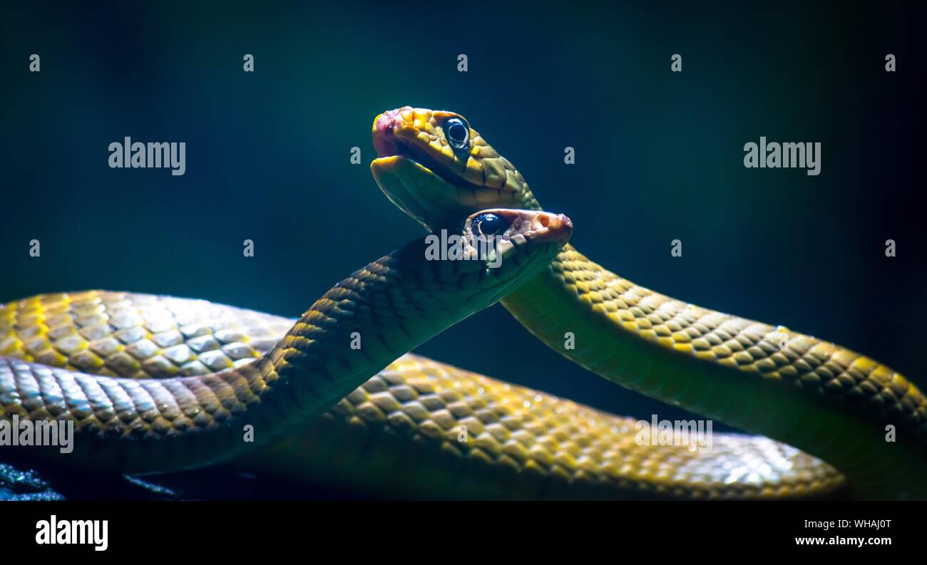 Snakes Eye High Resolution Stock Photography and Images - Alamy