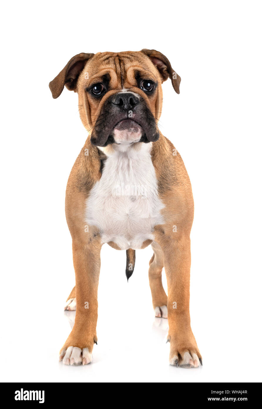 Continental bulldog in front of white background Stock Photo - Alamy