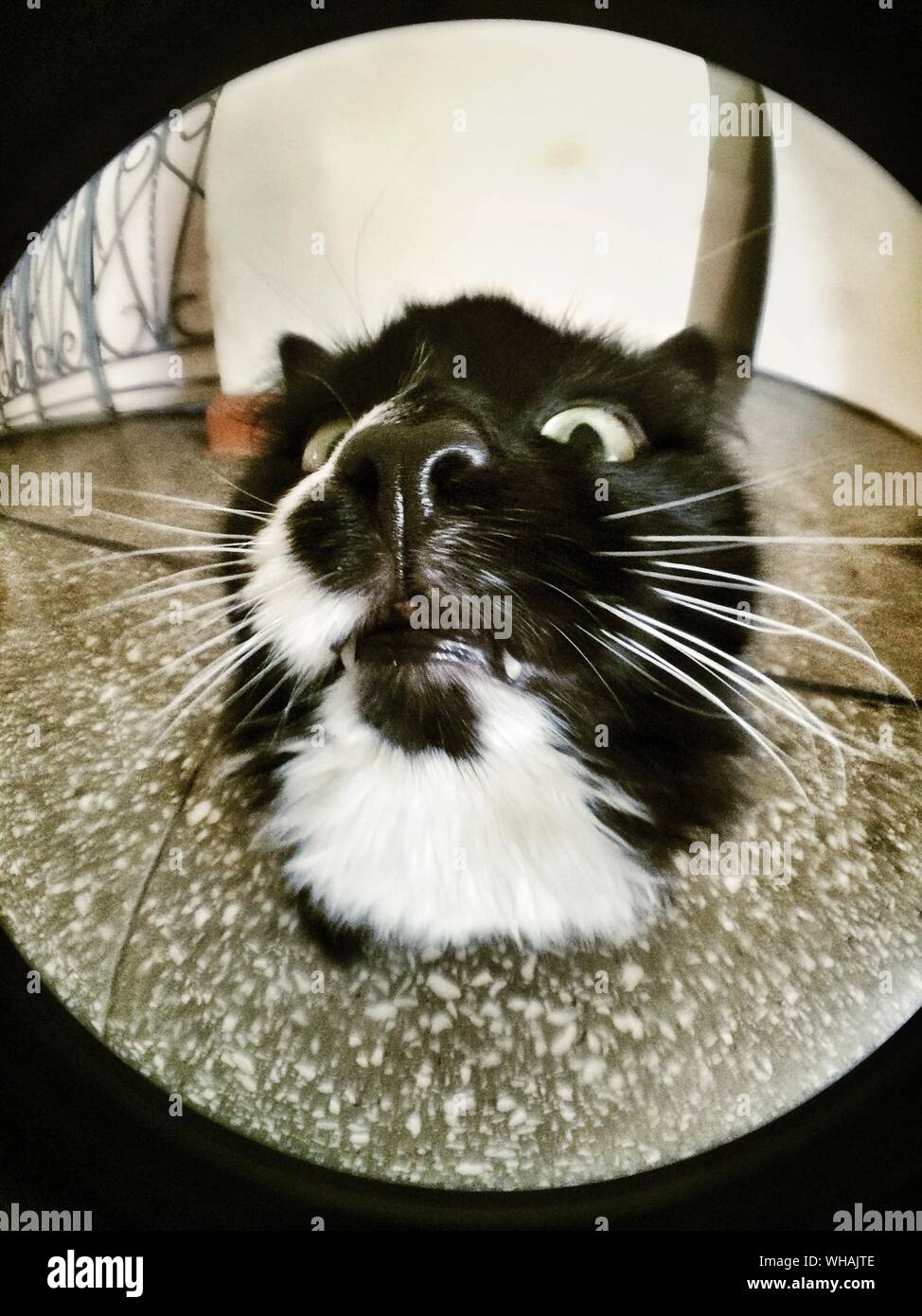 Fish Eye Lens Camera High Resolution Stock Photography and Images - Alamy