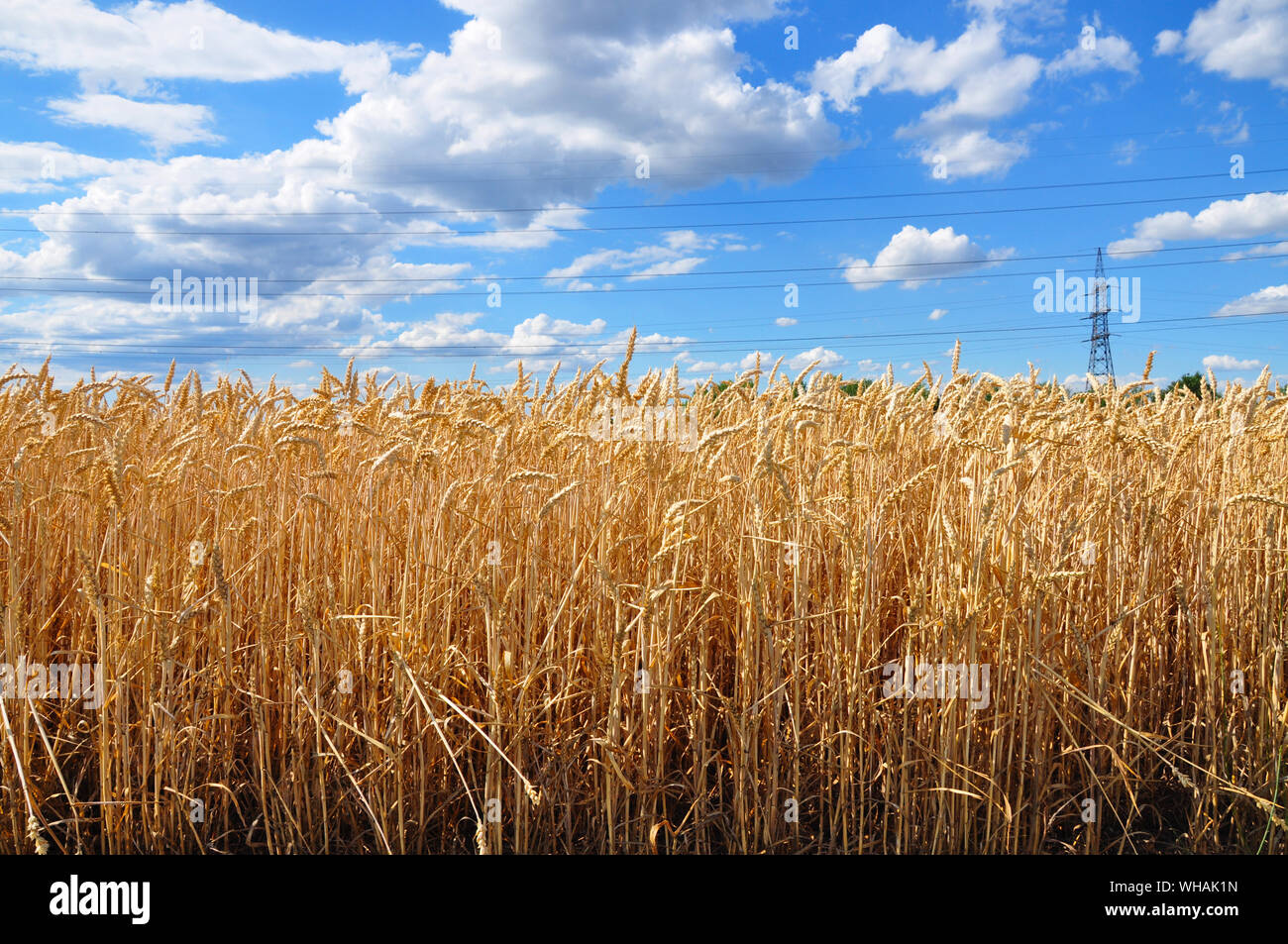 Wheat crops growing field sky cereal plant hi-res stock photography and ...