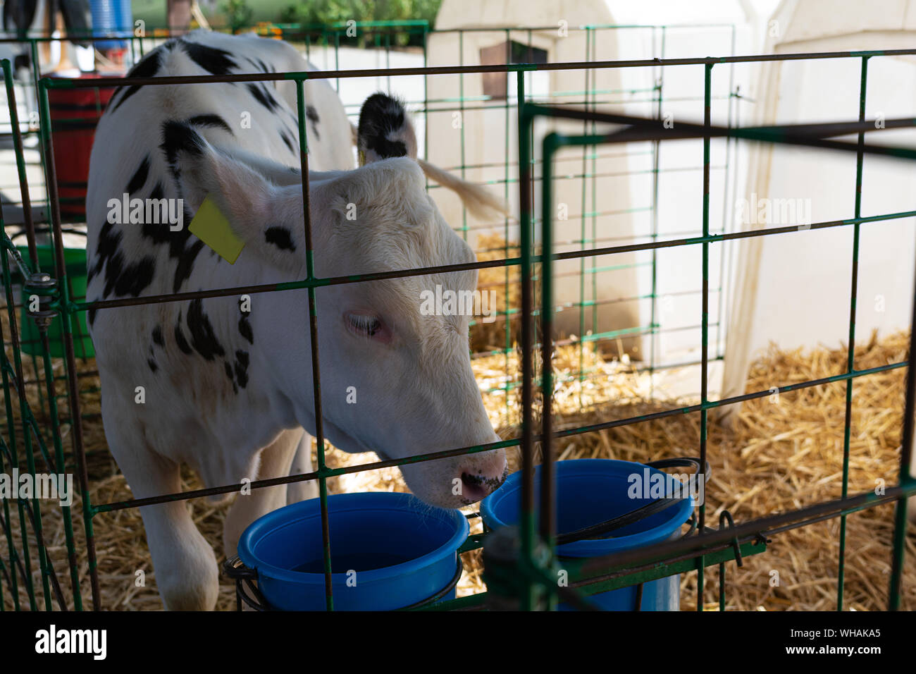 Calf house hi-res stock photography and images - Alamy