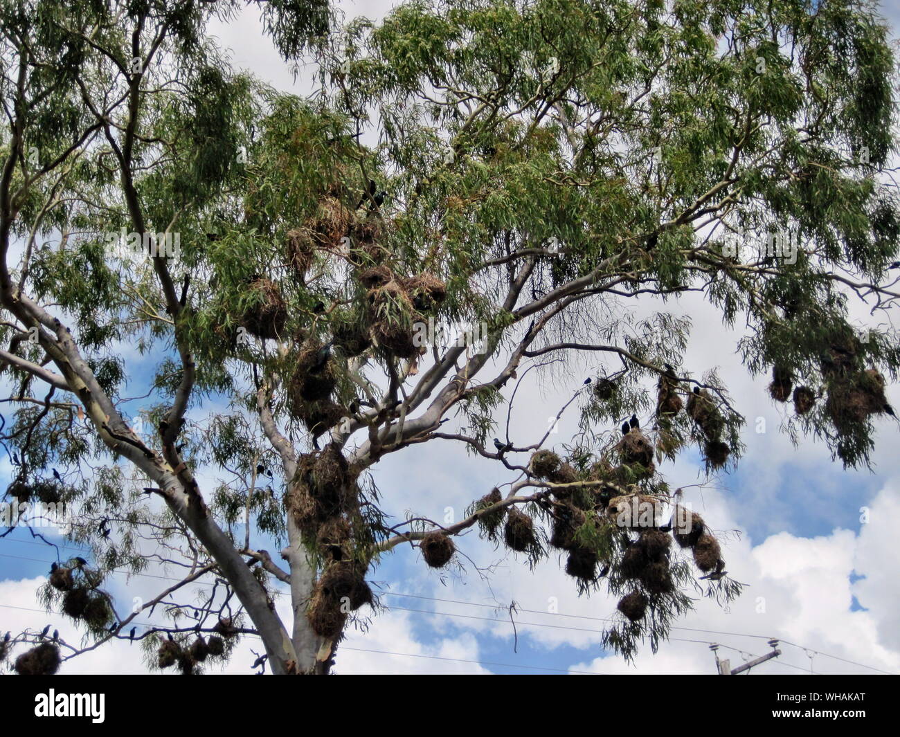 Very large nests hi-res stock photography and images - Alamy