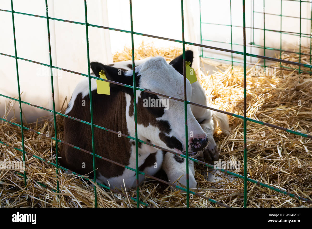 Stable diary hi-res stock photography and images - Alamy