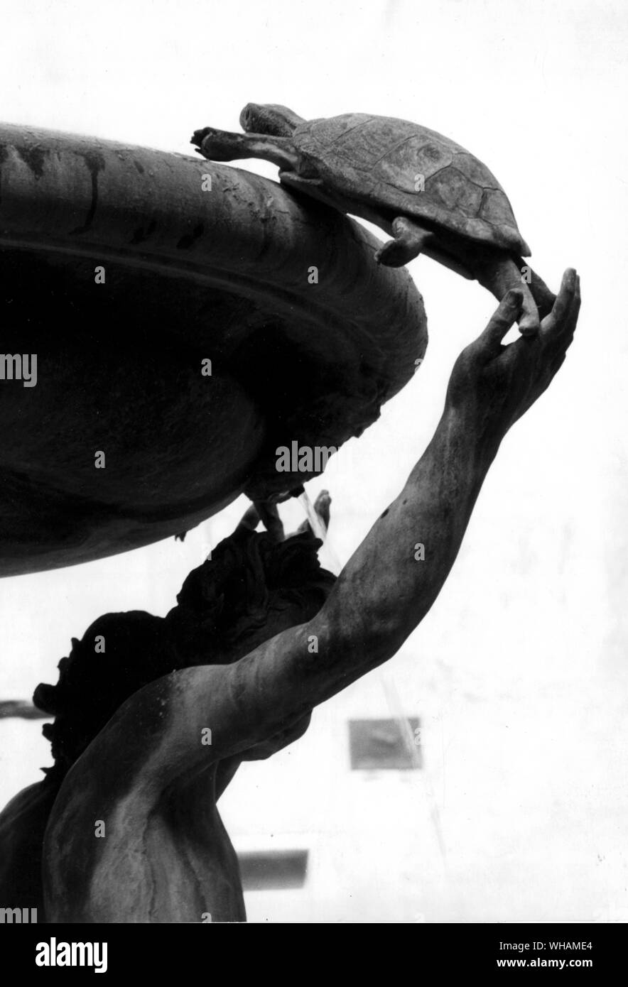 Fountain of the Tortoises in the Piazza Mattei Stock Photo - Alamy