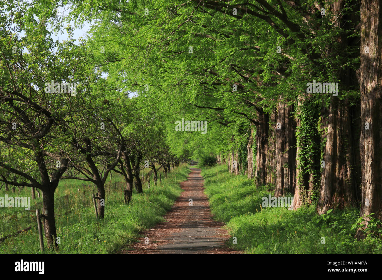 Trees In Japan High Resolution Stock Photography and Images - Alamy