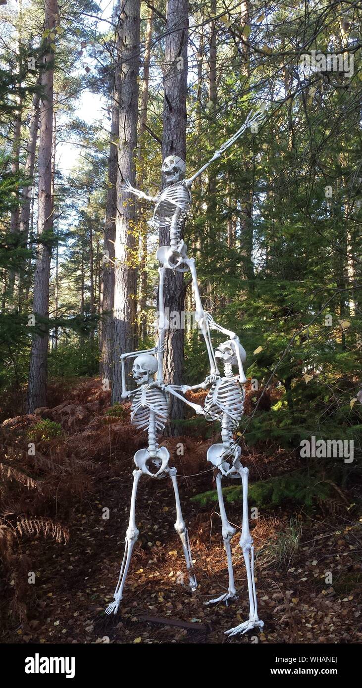 Human trees hi-res stock photography and images - Alamy