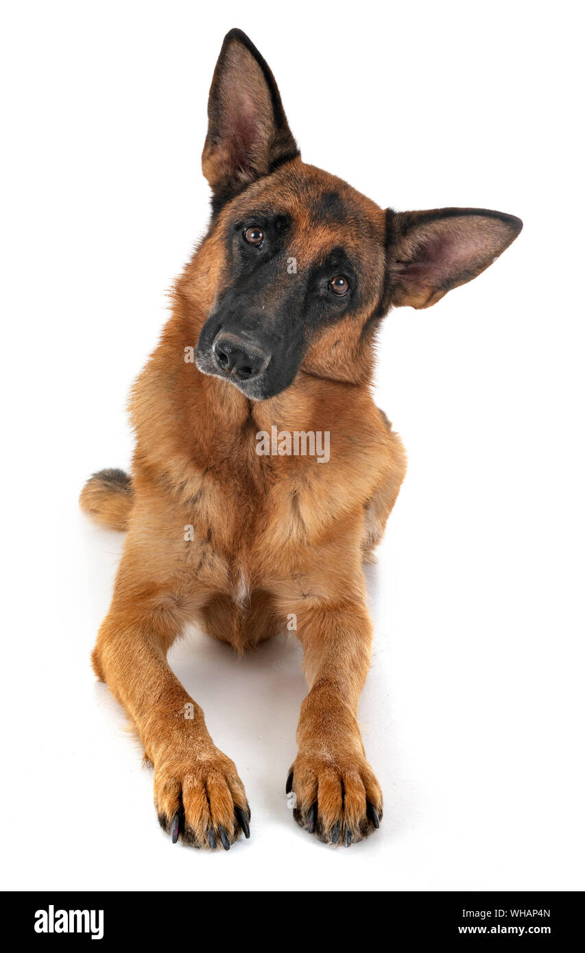 german shepherd in front of white background Stock Photo - Alamy
