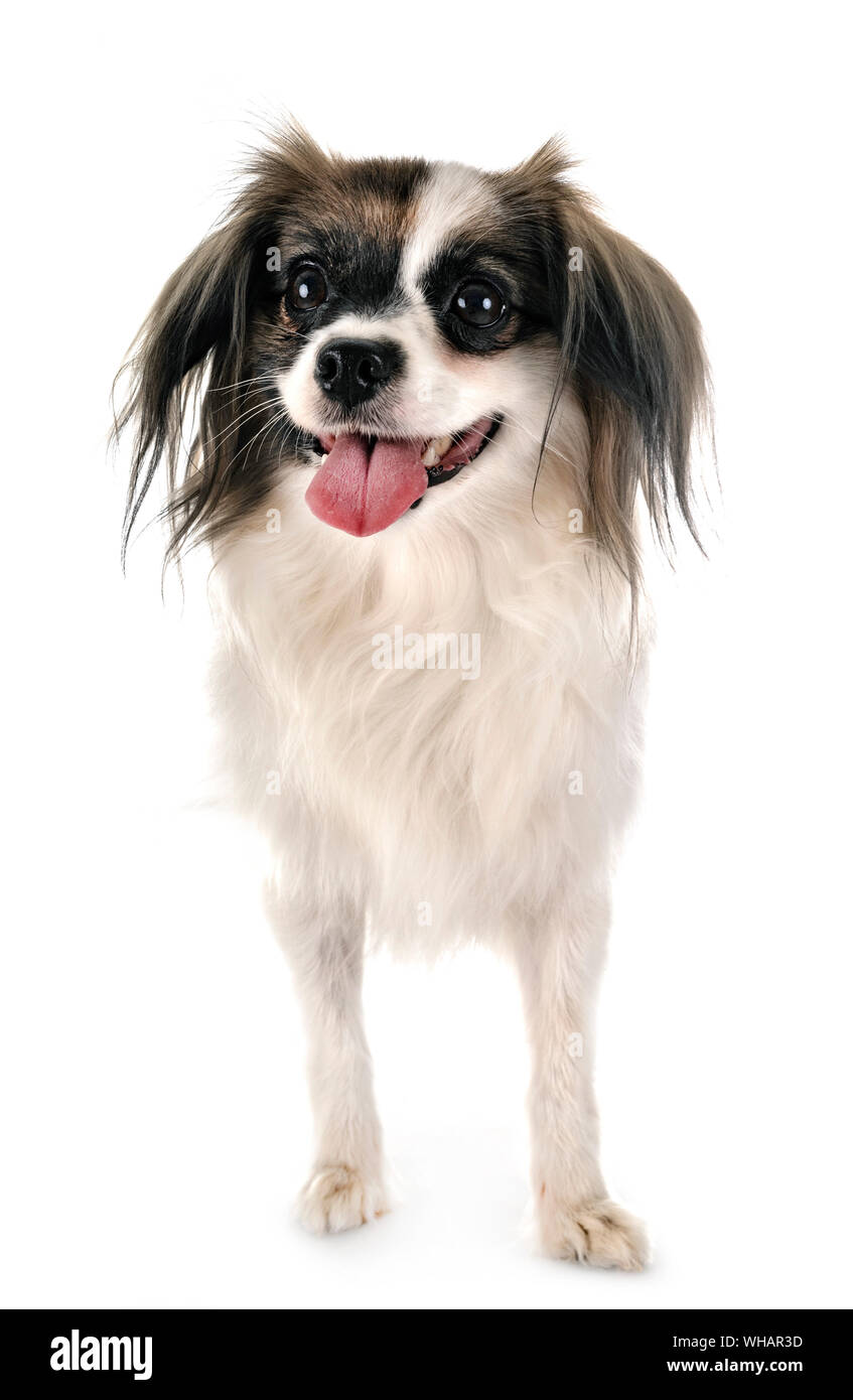 phalene papillon dog in front of white background Stock Photo - Alamy