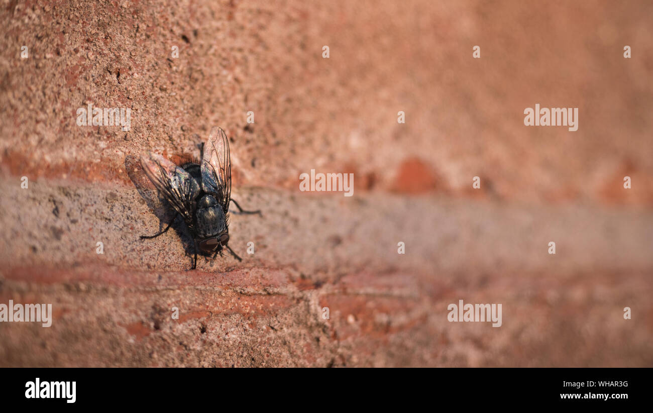Macro Fly on Brick Wall Stock Photo - Alamy