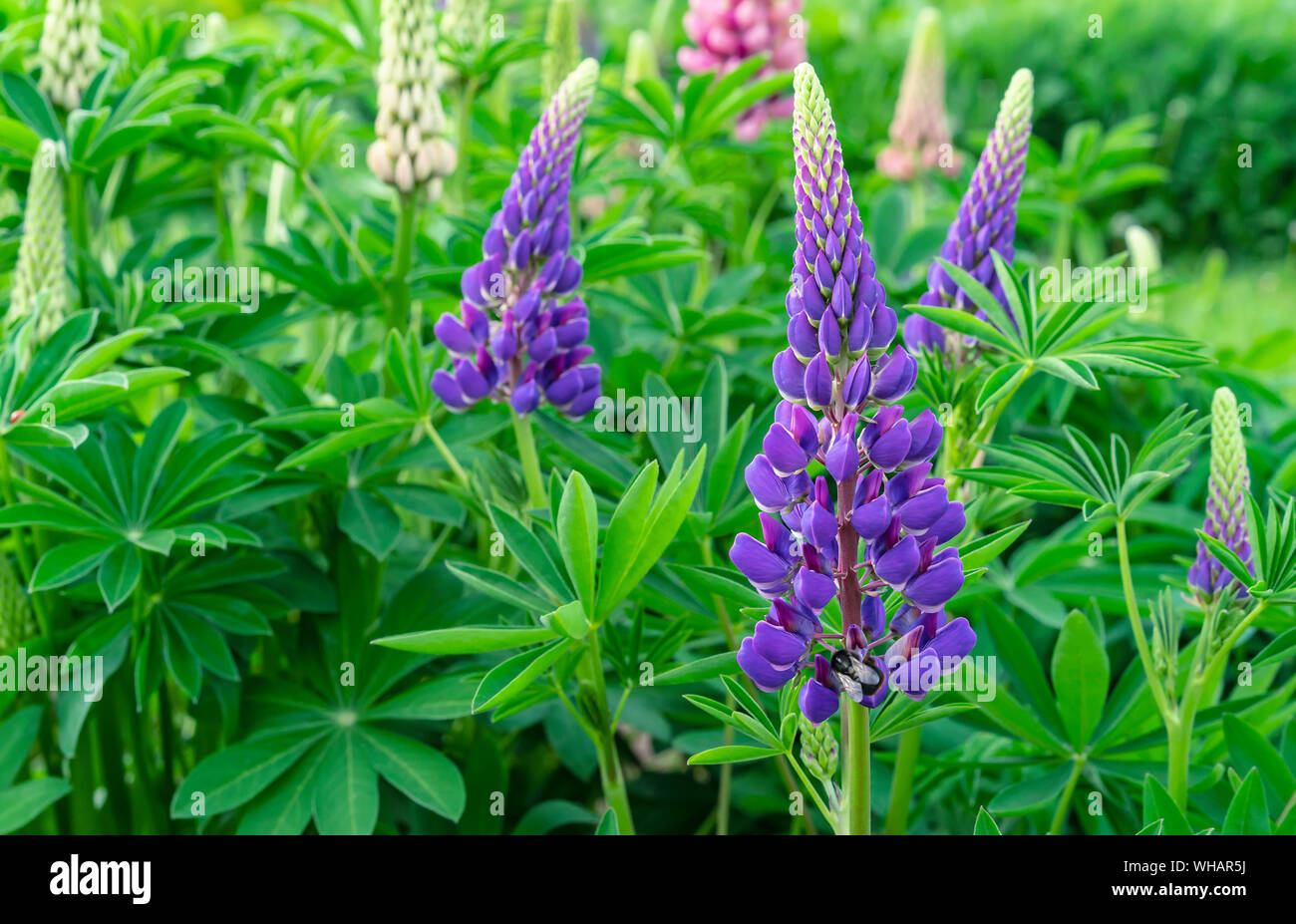 Lupine flower field hi-res stock photography and images - Alamy