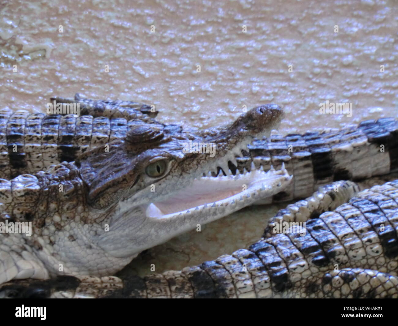 Crocodiles In Water High Resolution Stock Photography and Images - Alamy