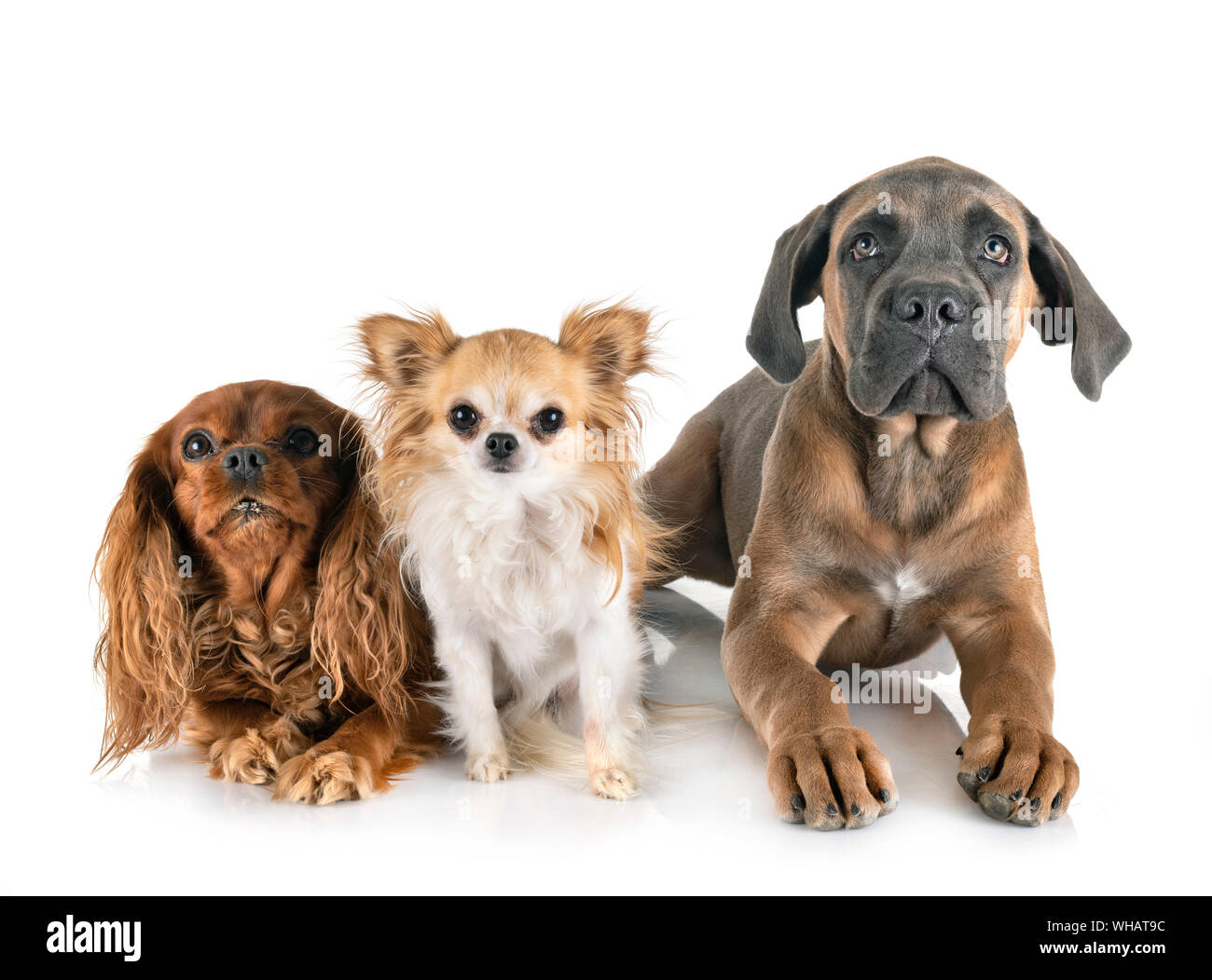 three dogs in front of white background Stock Photo - Alamy