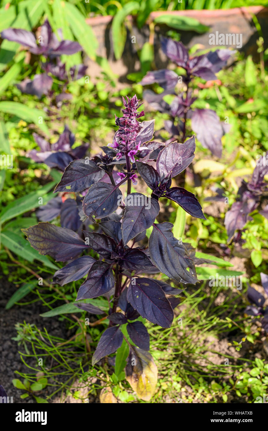 Close up purple basil plant hi-res stock photography and images - Alamy