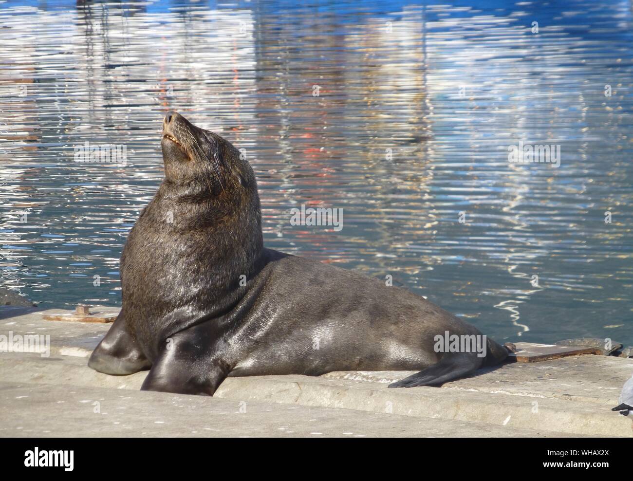 Seal On The Pier High Resolution Stock Photography and Images - Alamy