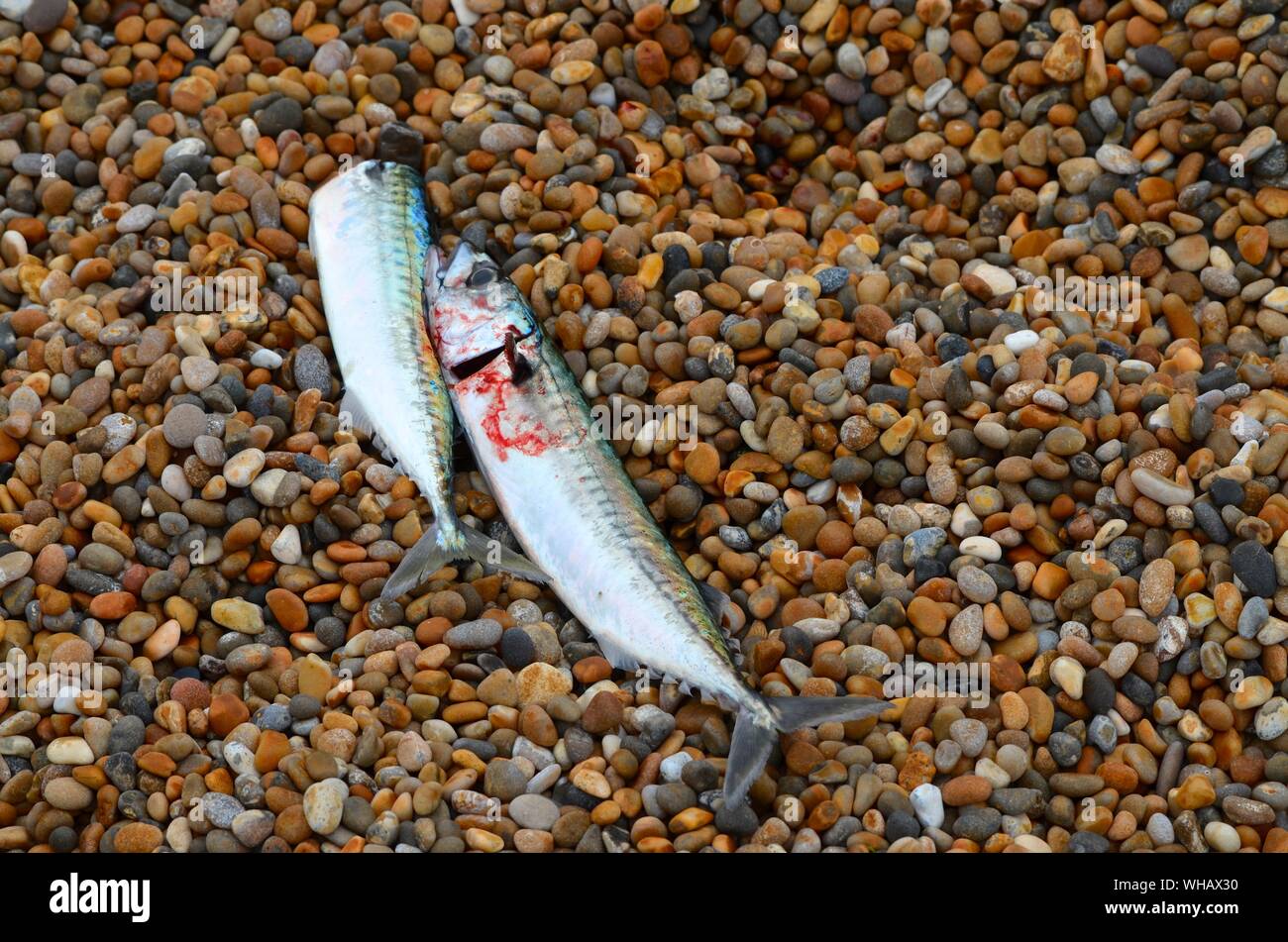 Dead fish pebbles hi-res stock photography and images - Alamy