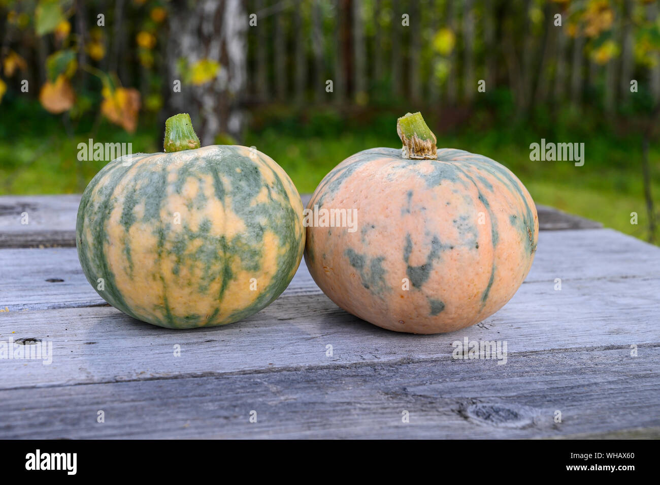 Garden harvest background hi-res stock photography and images - Alamy