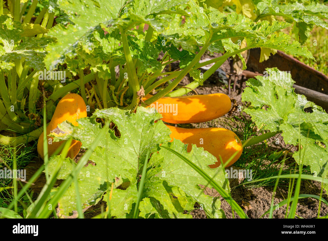 Autumn harvest of yellow zucchini in the garden Stock Photo - Alamy
