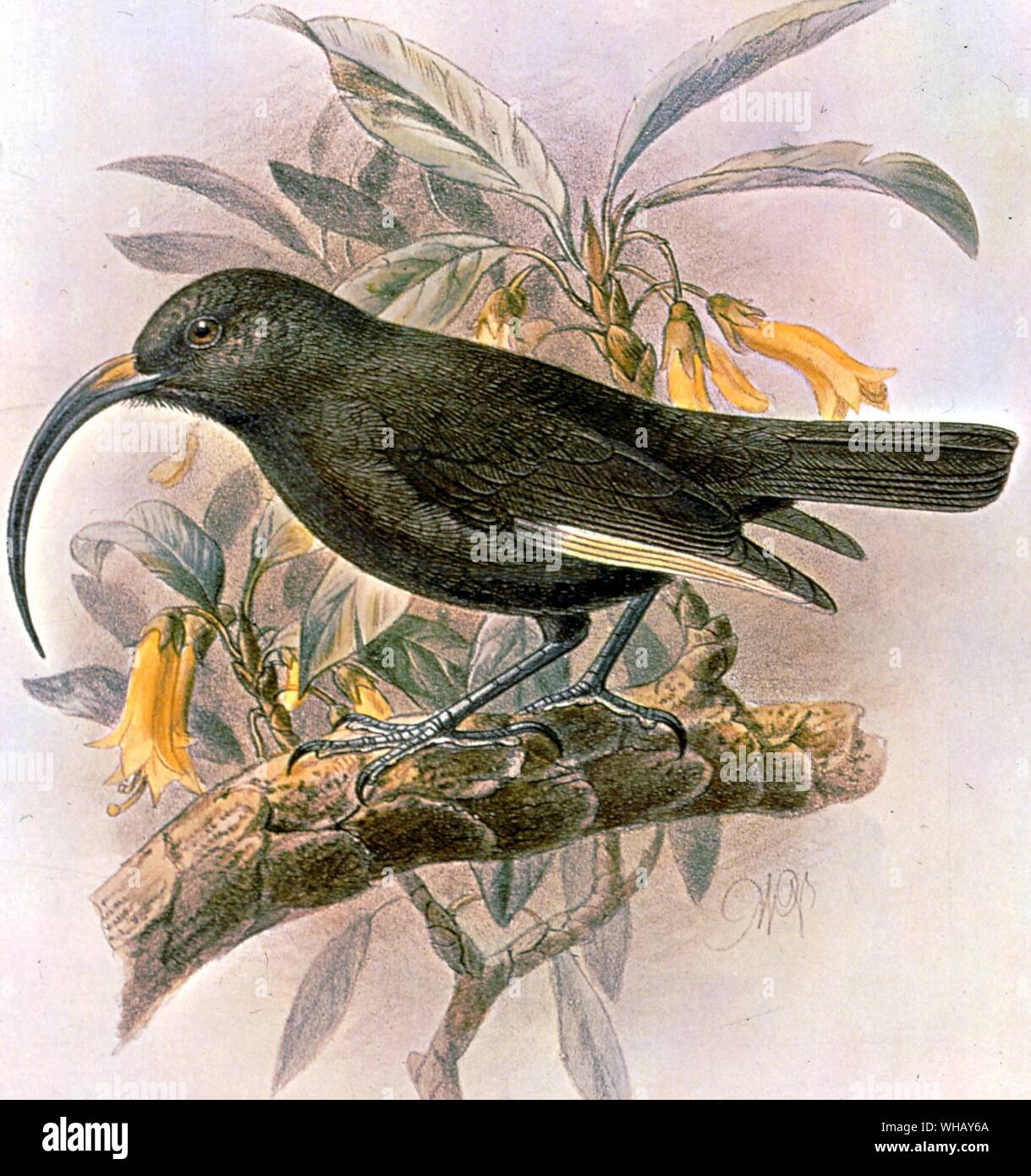 Extinct Birds Stock Photos & Extinct Birds Stock Images - Alamy