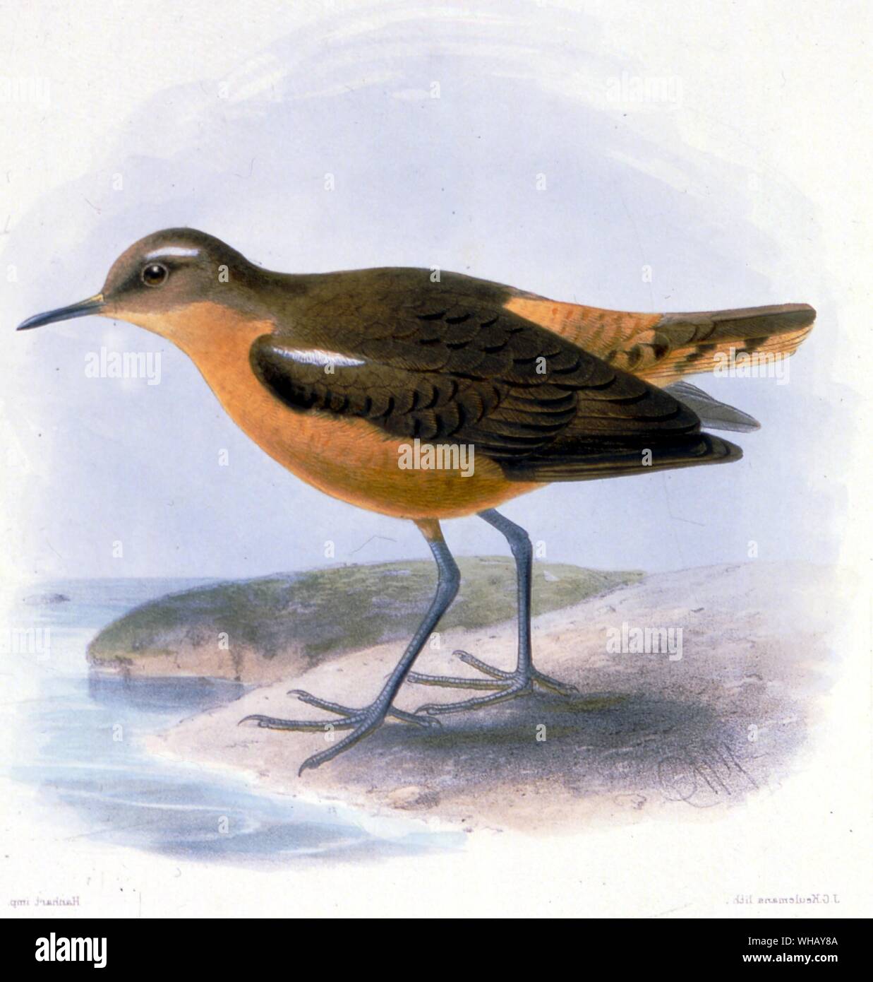 Recently extinct bird hi-res stock photography and images - Alamy