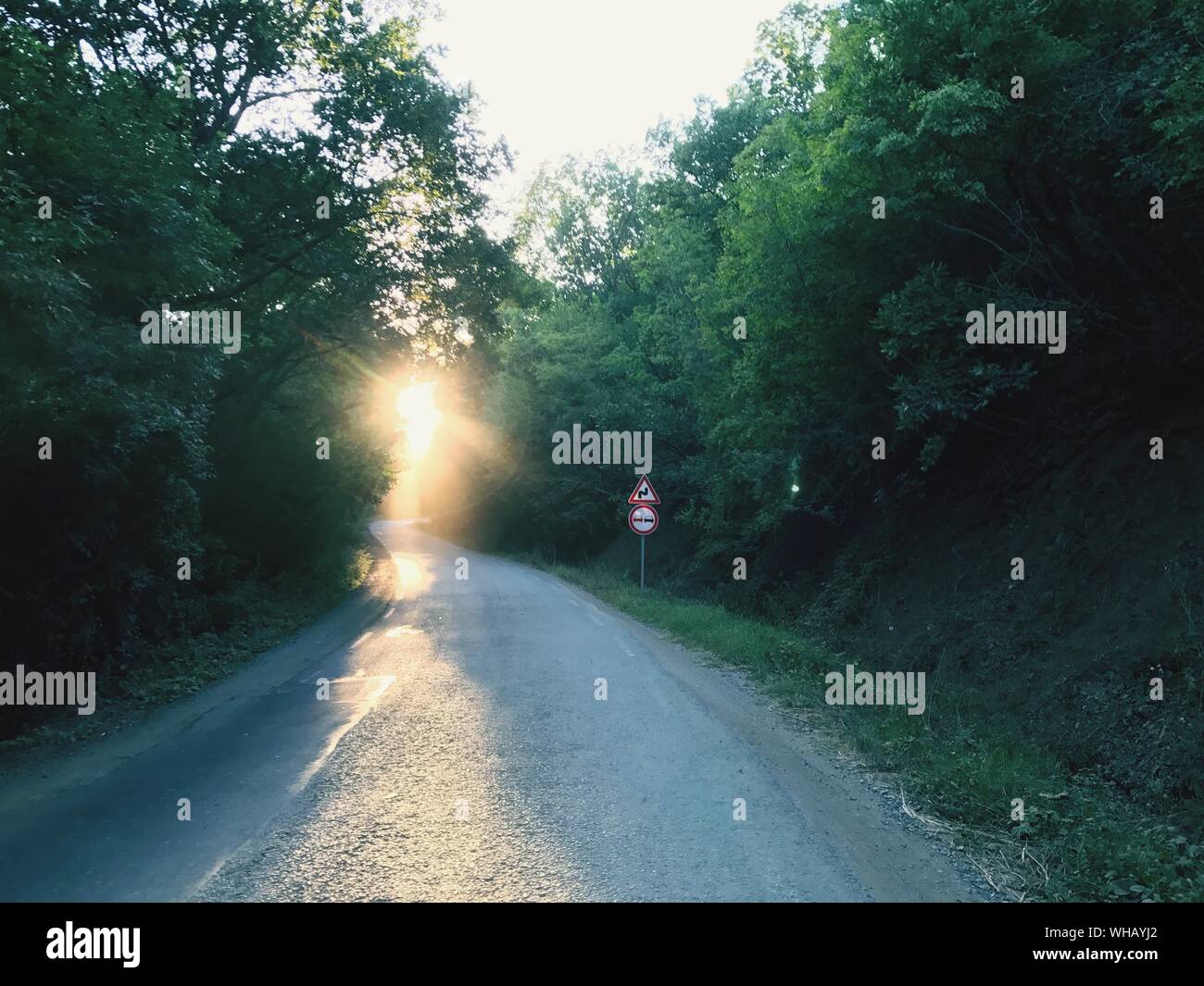 Road around trees hi-res stock photography and images - Alamy