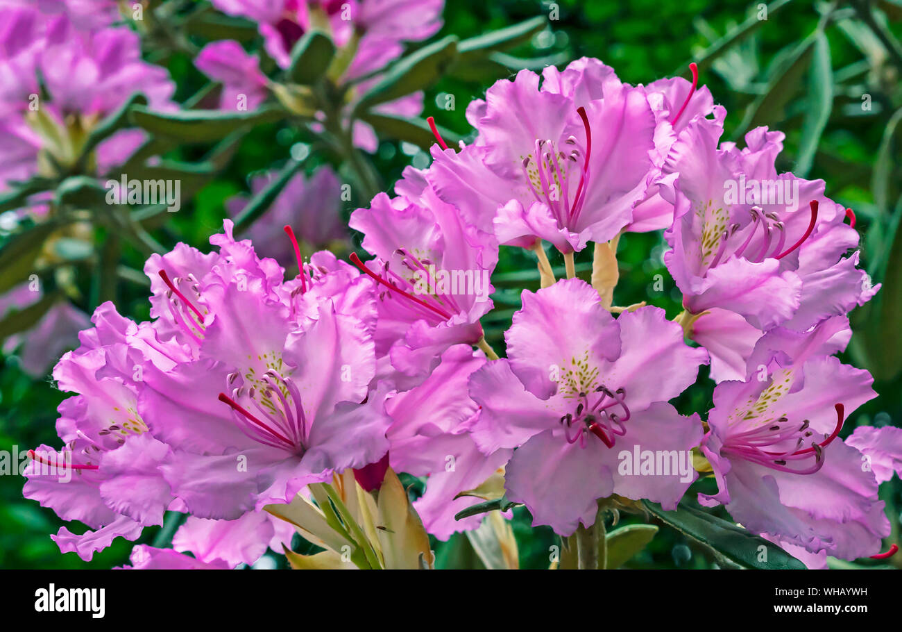Pacific rhododendron (Rhododendron macrophyllum) is a large-leaved ...