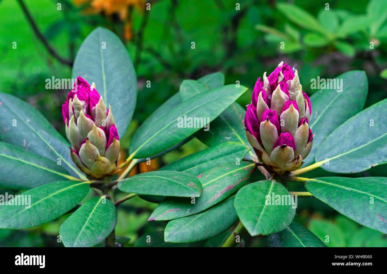 Pacific rhododendron (Rhododendron macrophyllum) is a large-leaved ...