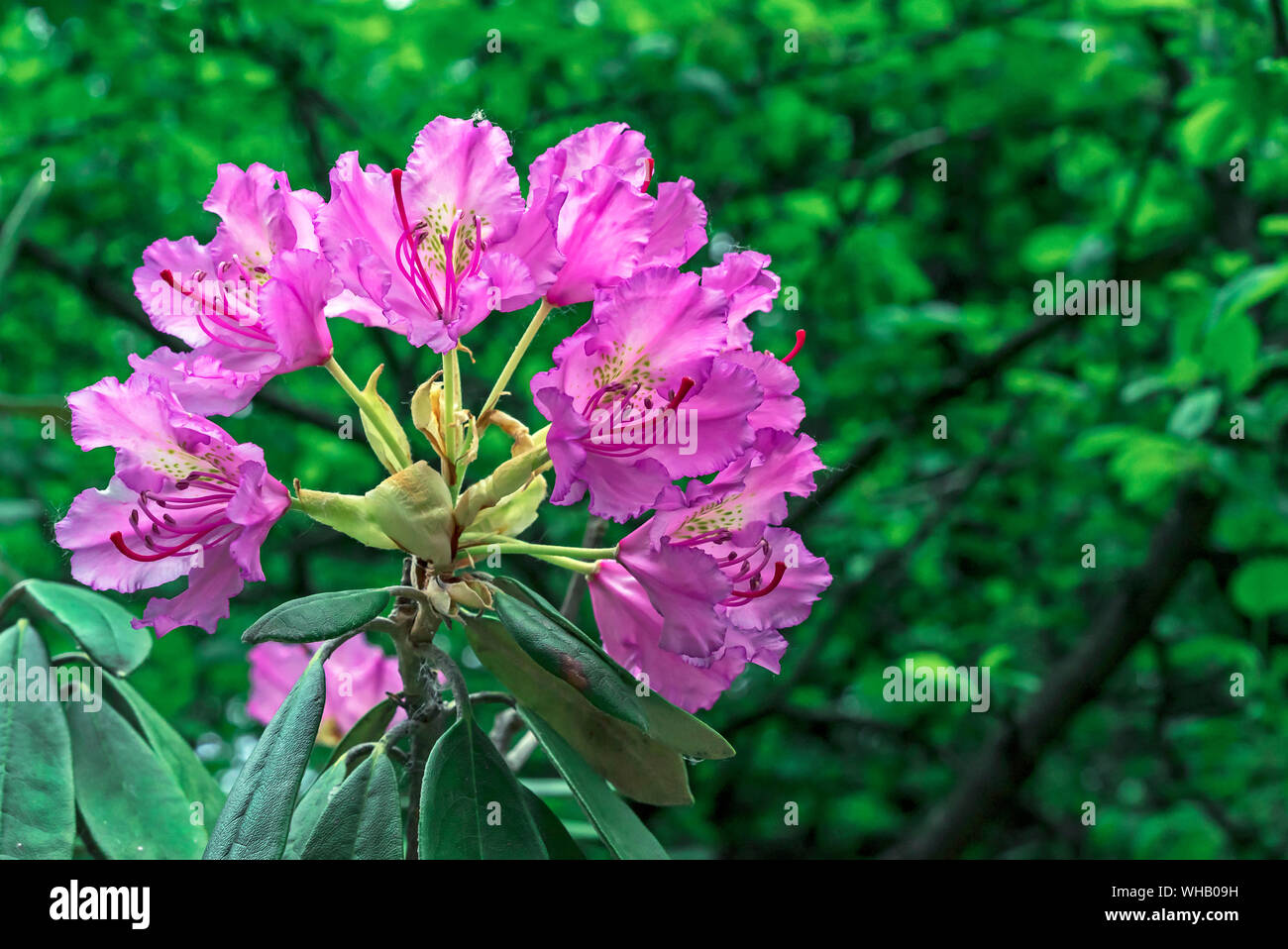 Pacific rhododendron (Rhododendron macrophyllum) is a large-leaved ...