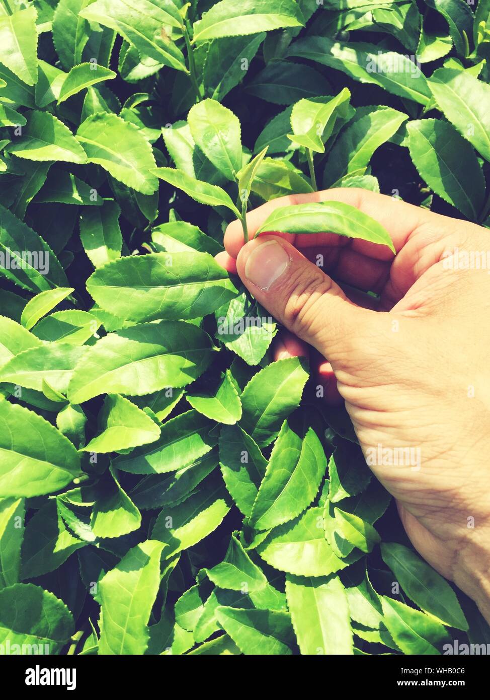 Person picking tea hi-res stock photography and images - Alamy