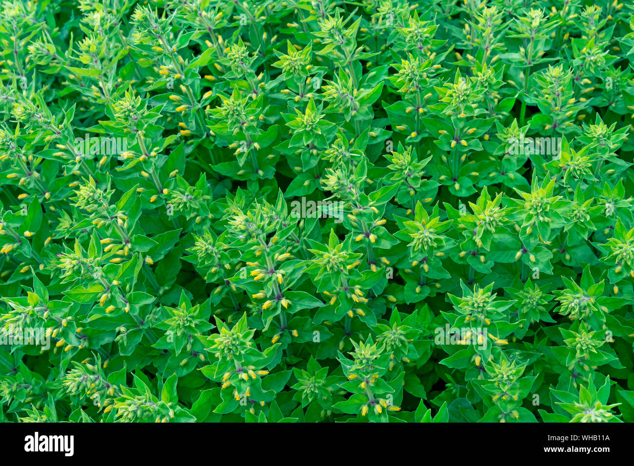 Green plants. Background from green plant Stock Photo - Alamy