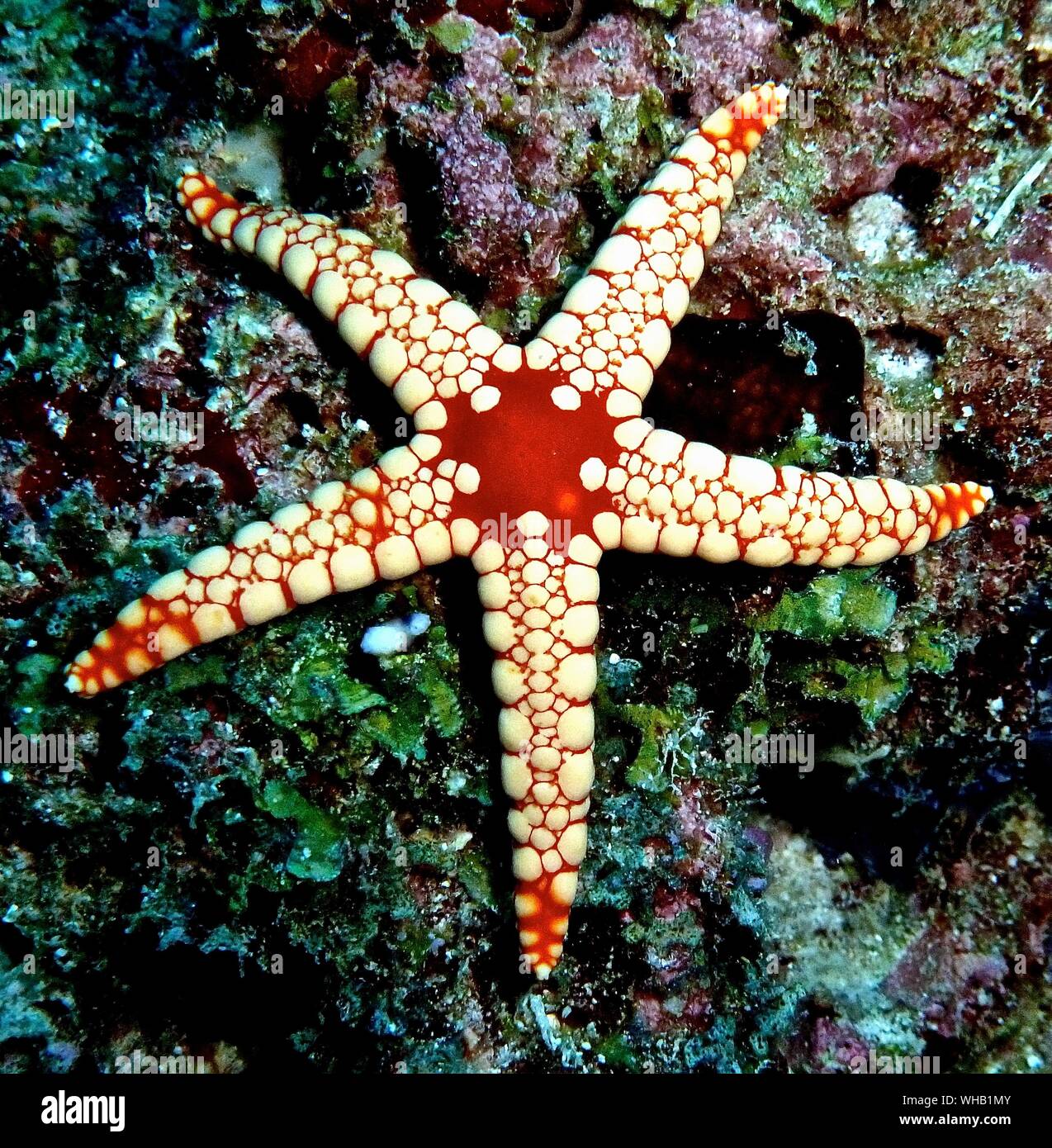 Starfish on rock in sea hi-res stock photography and images - Alamy