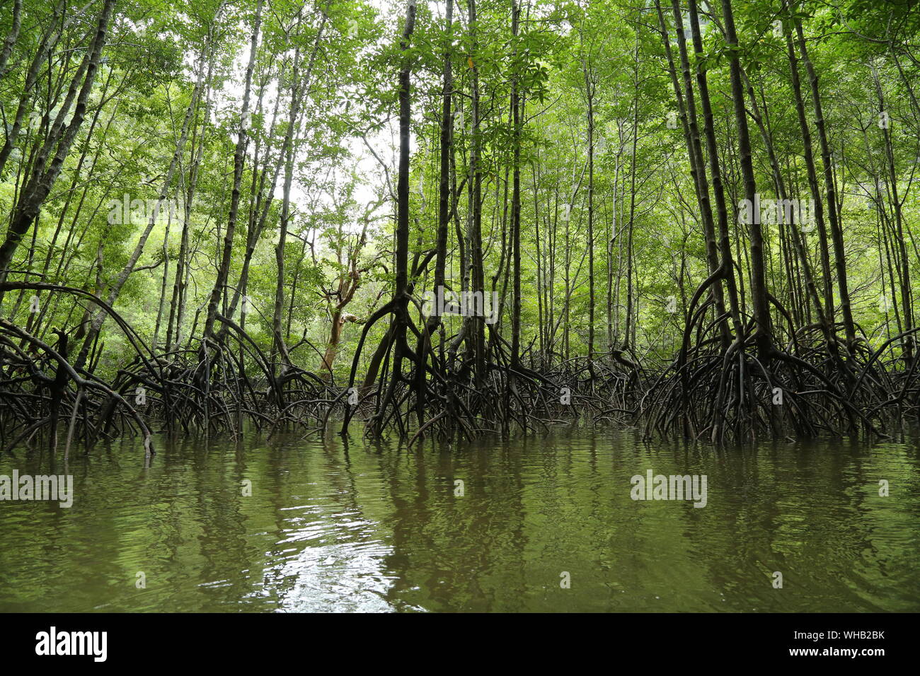 Bor thor mangrove forest hi-res stock photography and images - Alamy