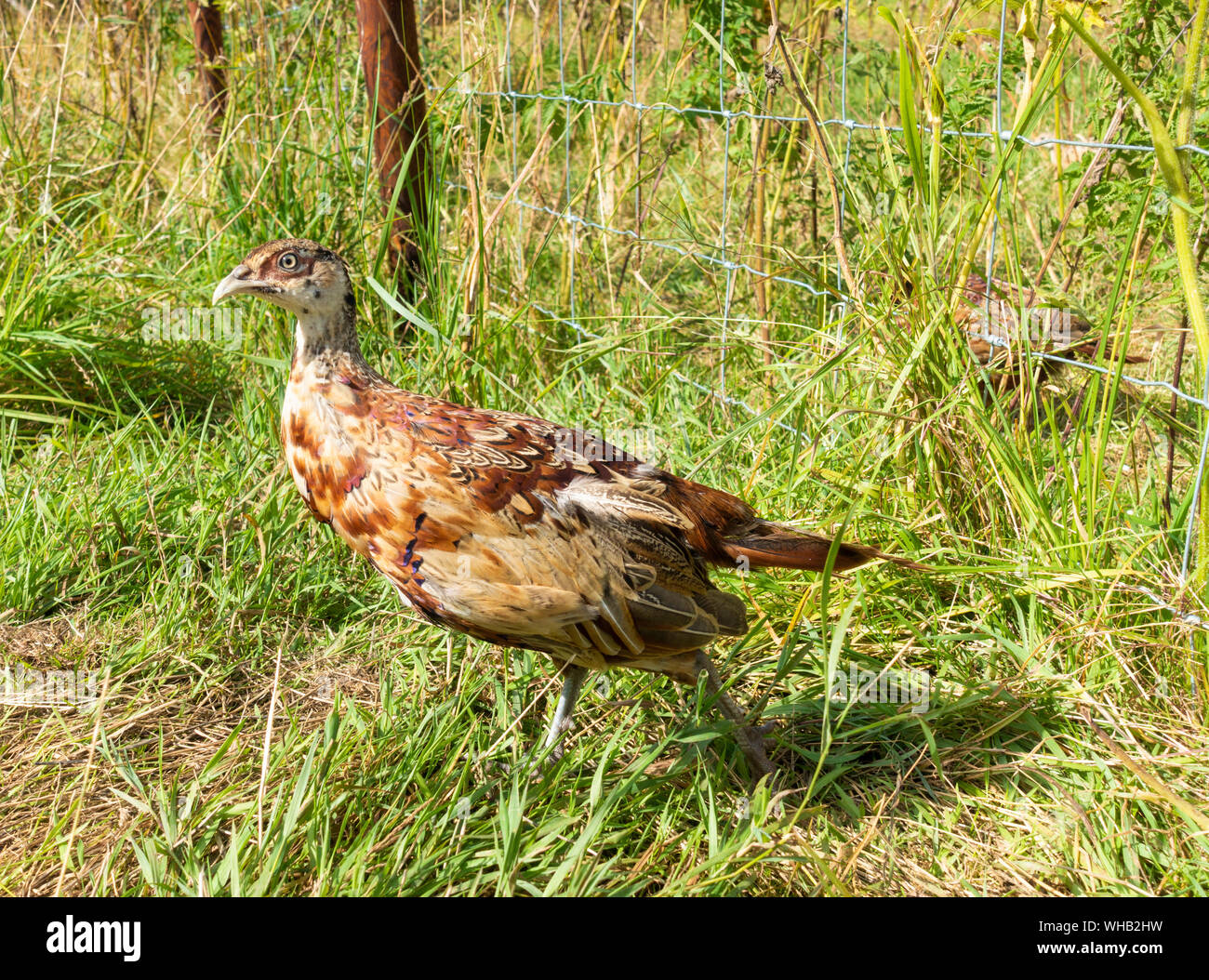 Pheasant pen hi-res stock photography and images - Alamy