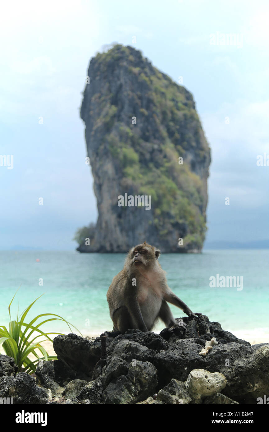 Monkey sitting on the beach hi-res stock photography and images - Alamy