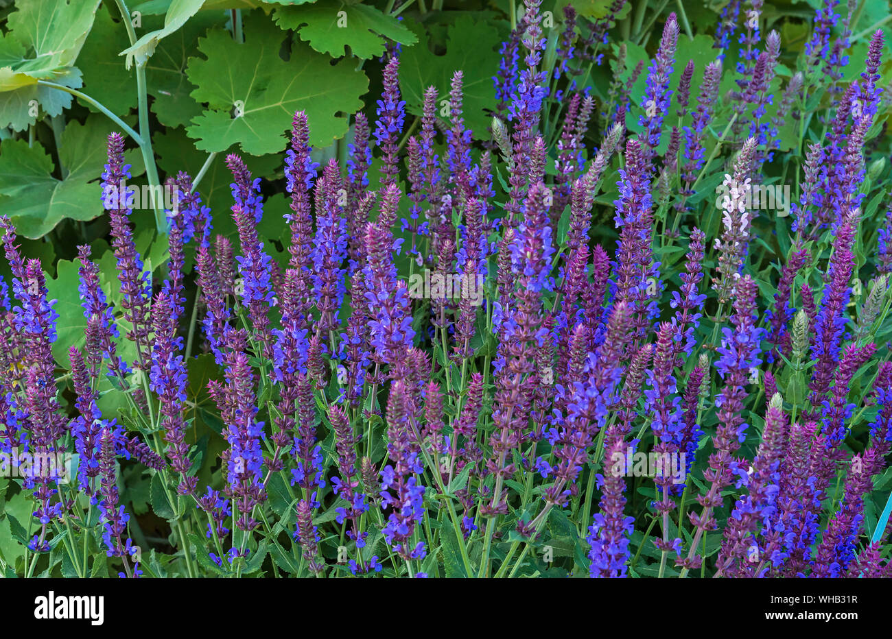 Blue Salvia (salvia farinacea) flowers blooming in the garden. Violet ...