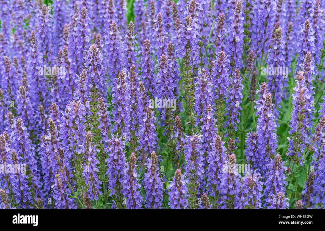 Blue Salvia (salvia farinacea) flowers blooming in the garden. Violet ...