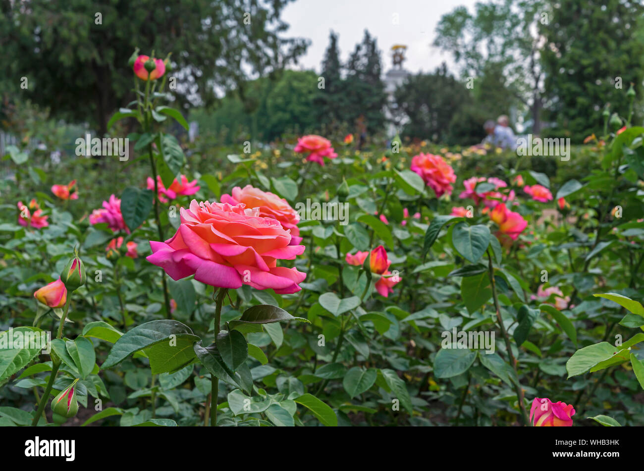 Pink roses. Blooming pink roses in the city garden Stock Photo - Alamy
