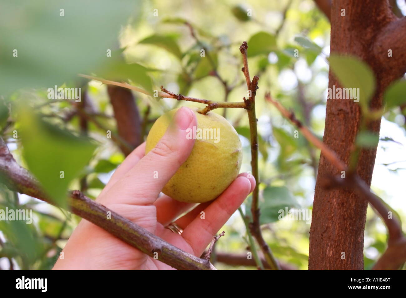 Finger plucking hi-res stock photography and images - Alamy