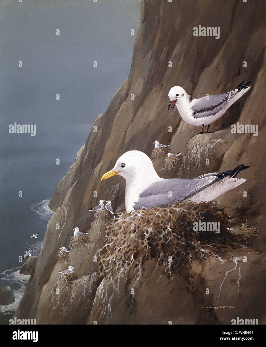 Raymond watson hi-res stock photography and images - Alamy