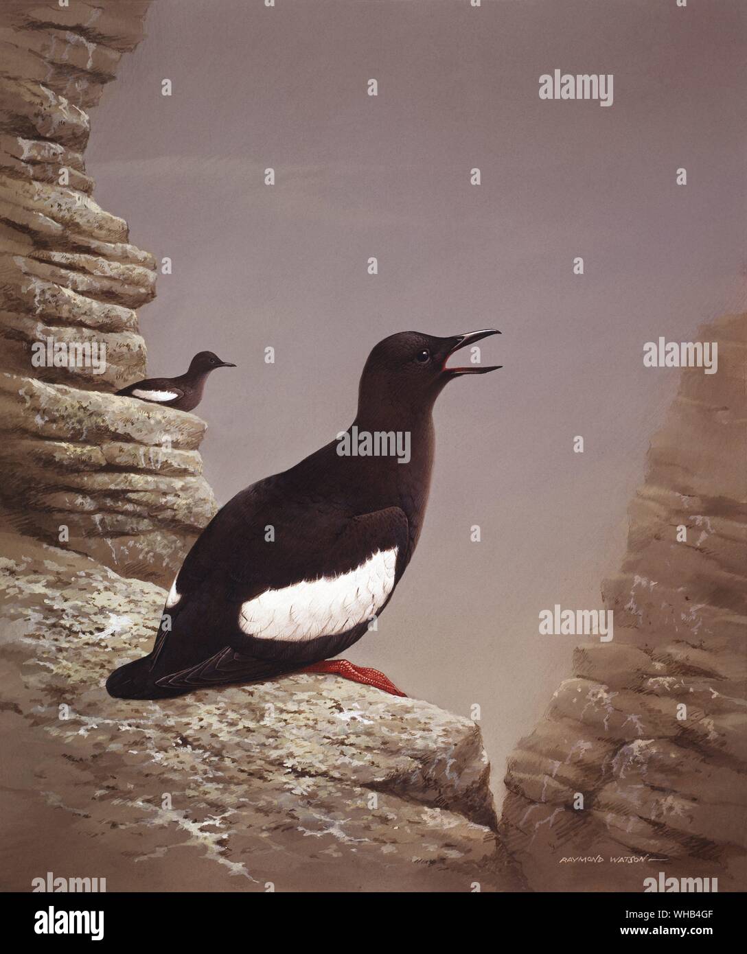 Bird illustration by Raymond Watson Stock Photo - Alamy