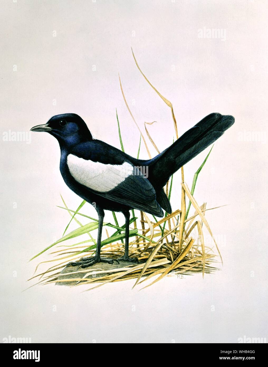 Indian ocean species hi-res stock photography and images - Alamy