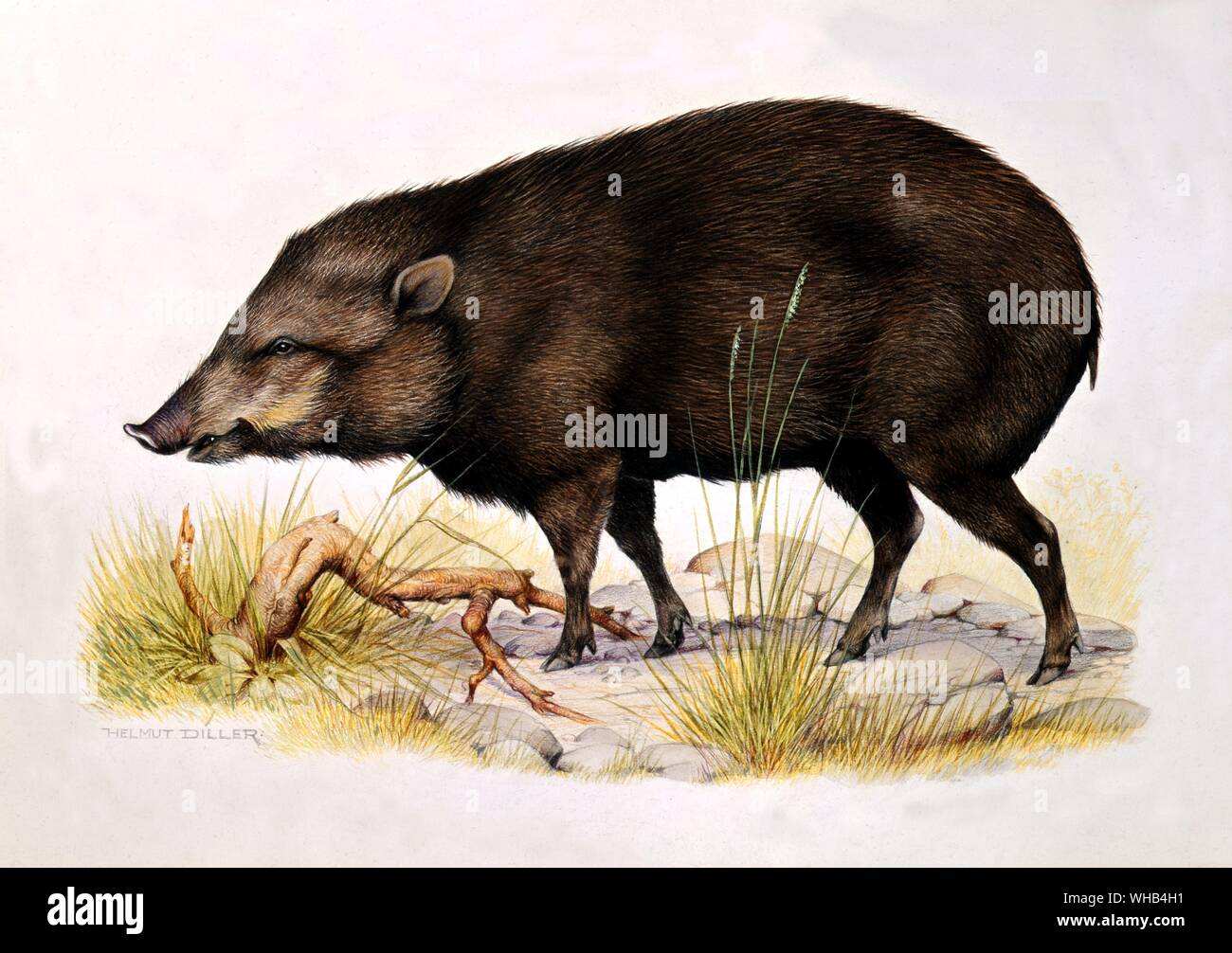 Teral hi-res stock photography and images - Alamy