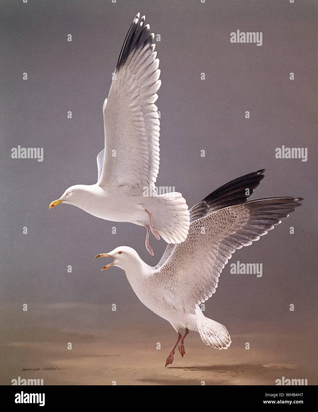 Raymond watson hi-res stock photography and images - Alamy