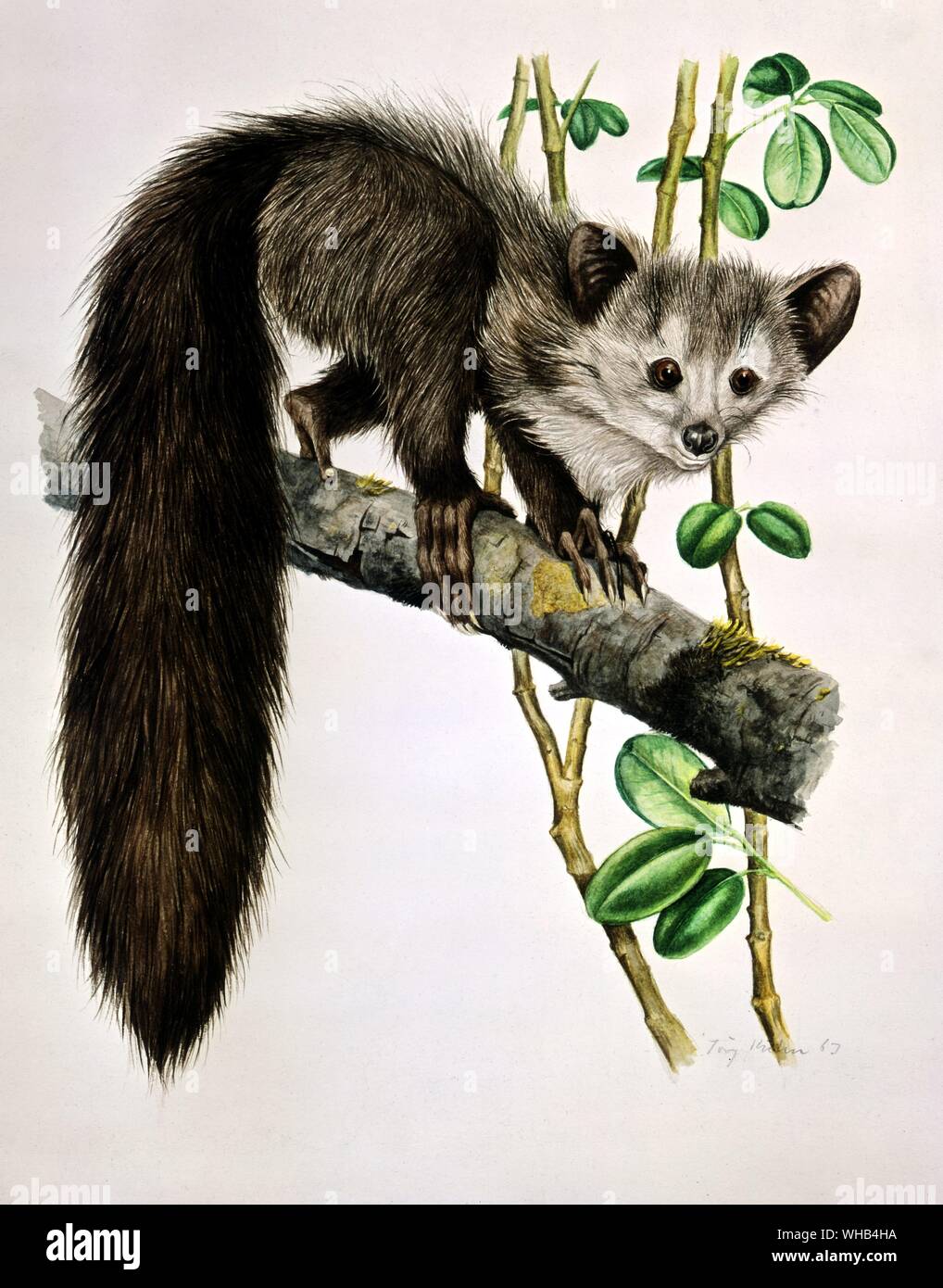 Aye-Aye, last surviving member of lemur family and only genus in the ...