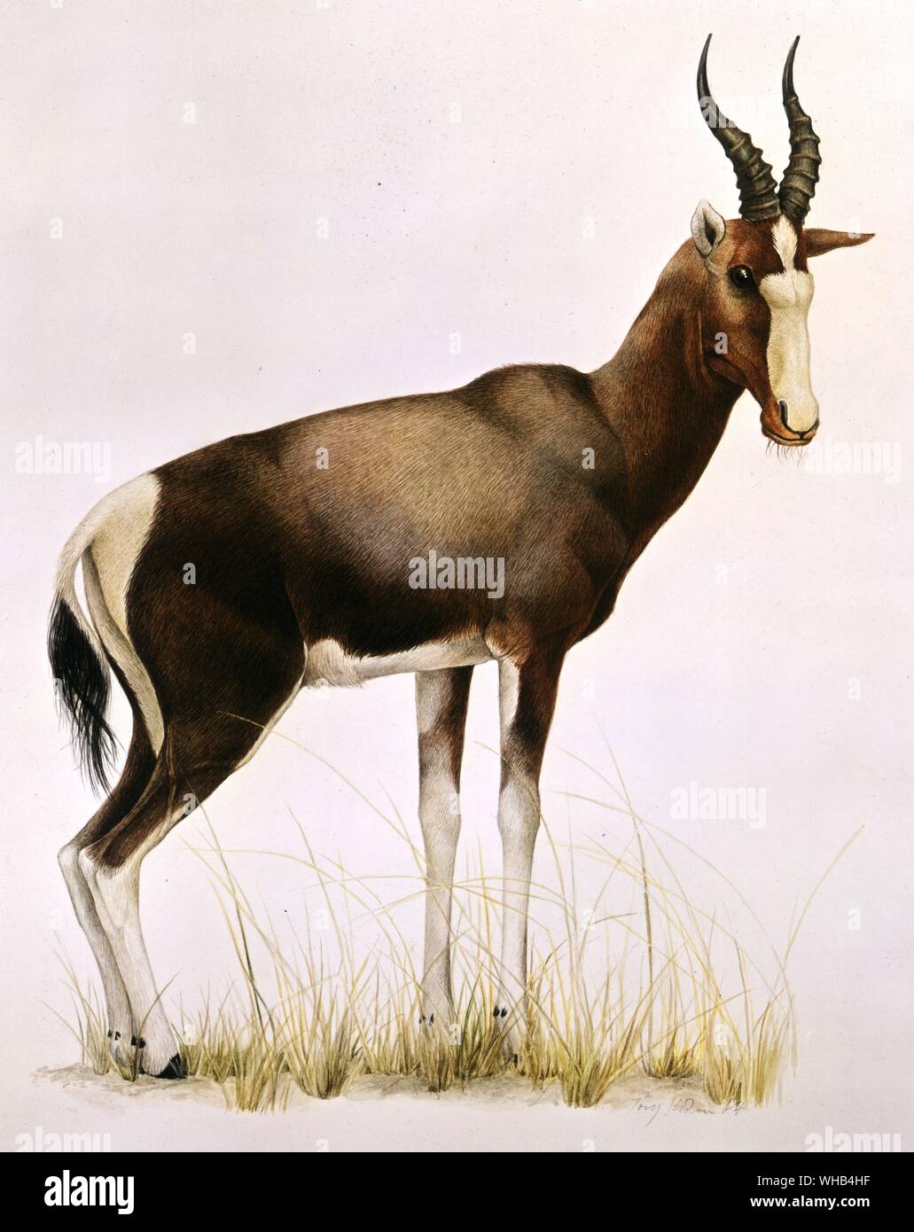 Antelope painting hi-res stock photography and images - Alamy