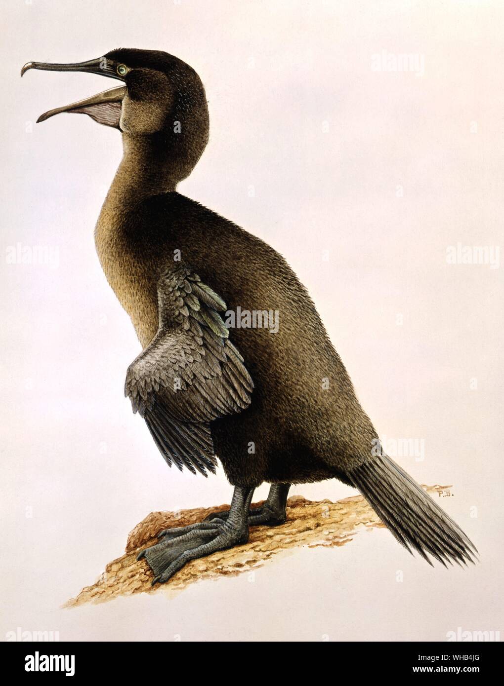 Fauna taxonomy hi-res stock photography and images - Alamy