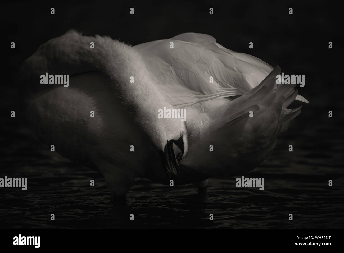 Swan at night hi-res stock photography and images - Alamy